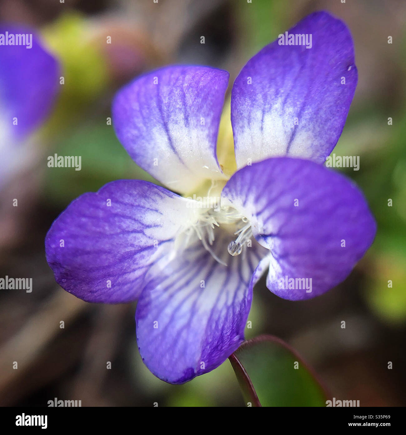 Common blue violet Stock Photo - Alamy