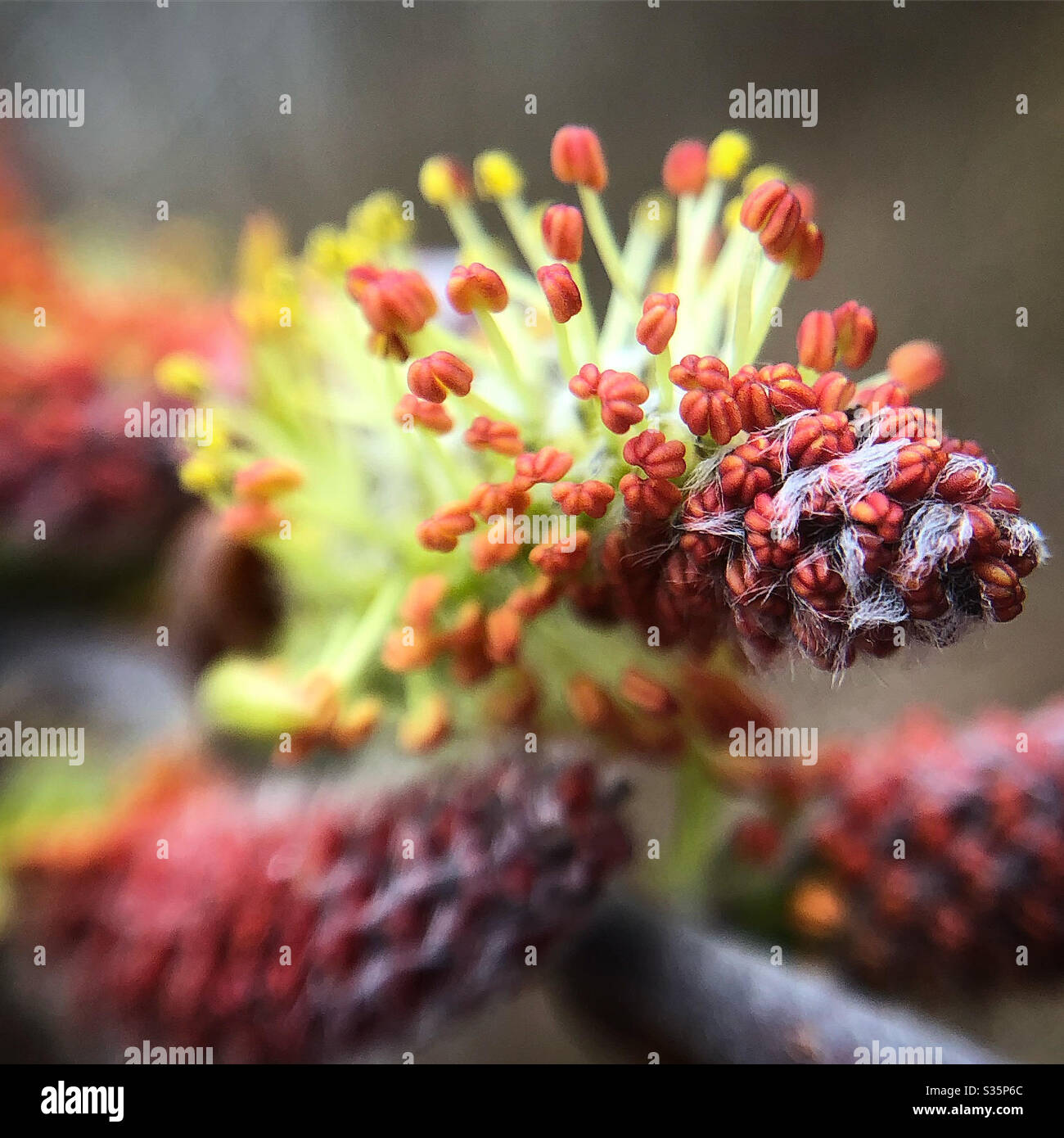 Catkin in bloom hi-res stock photography and images - Alamy