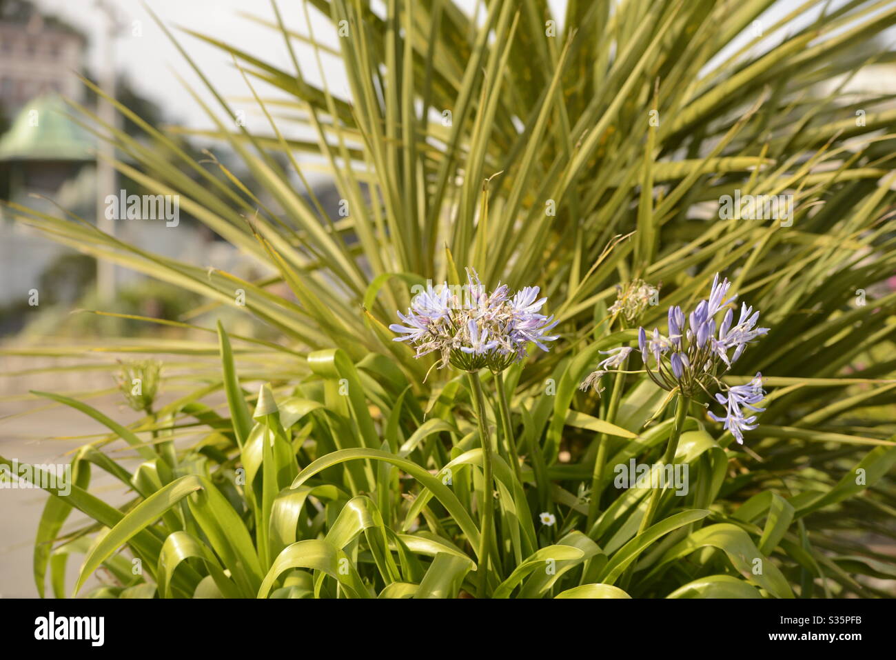 Devon coast flower gardens Stock Photo - Alamy
