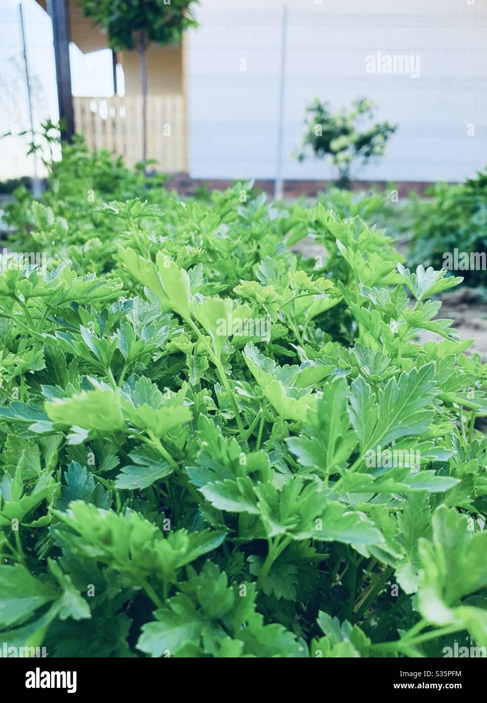 Parsil hi-res stock photography and images - Alamy