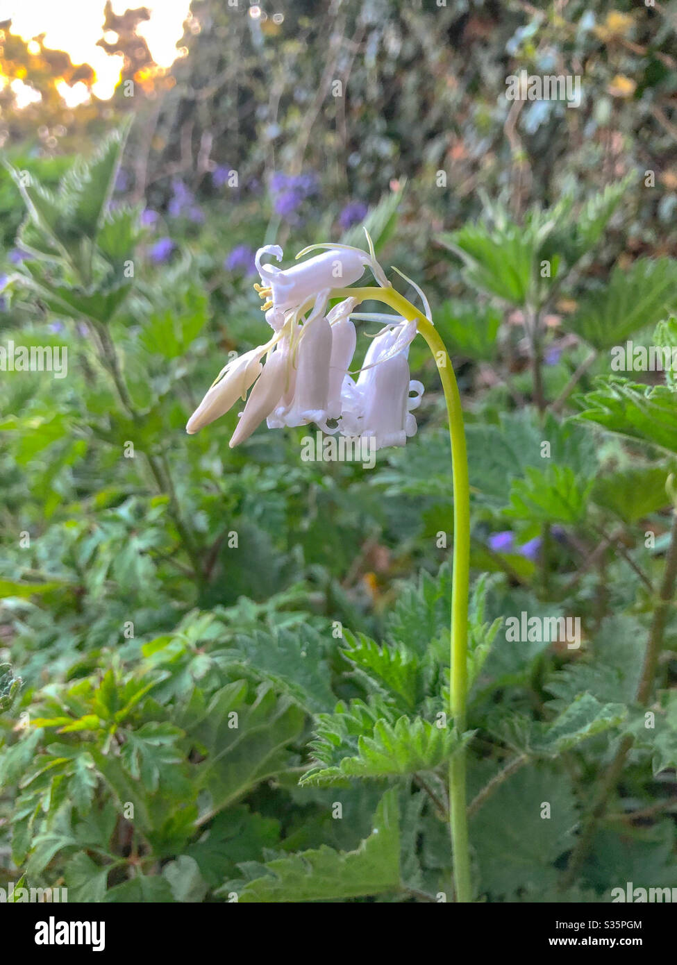 White bluebells hi-res stock photography and images - Alamy