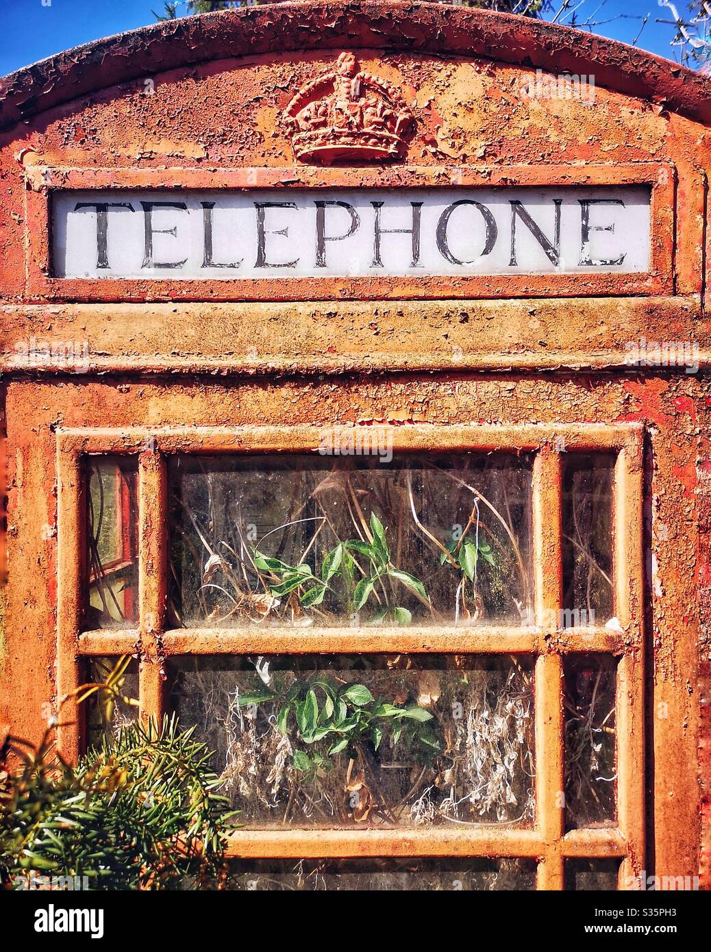 Rusty old British phone box, overtaken by plants Stock Photo - Alamy