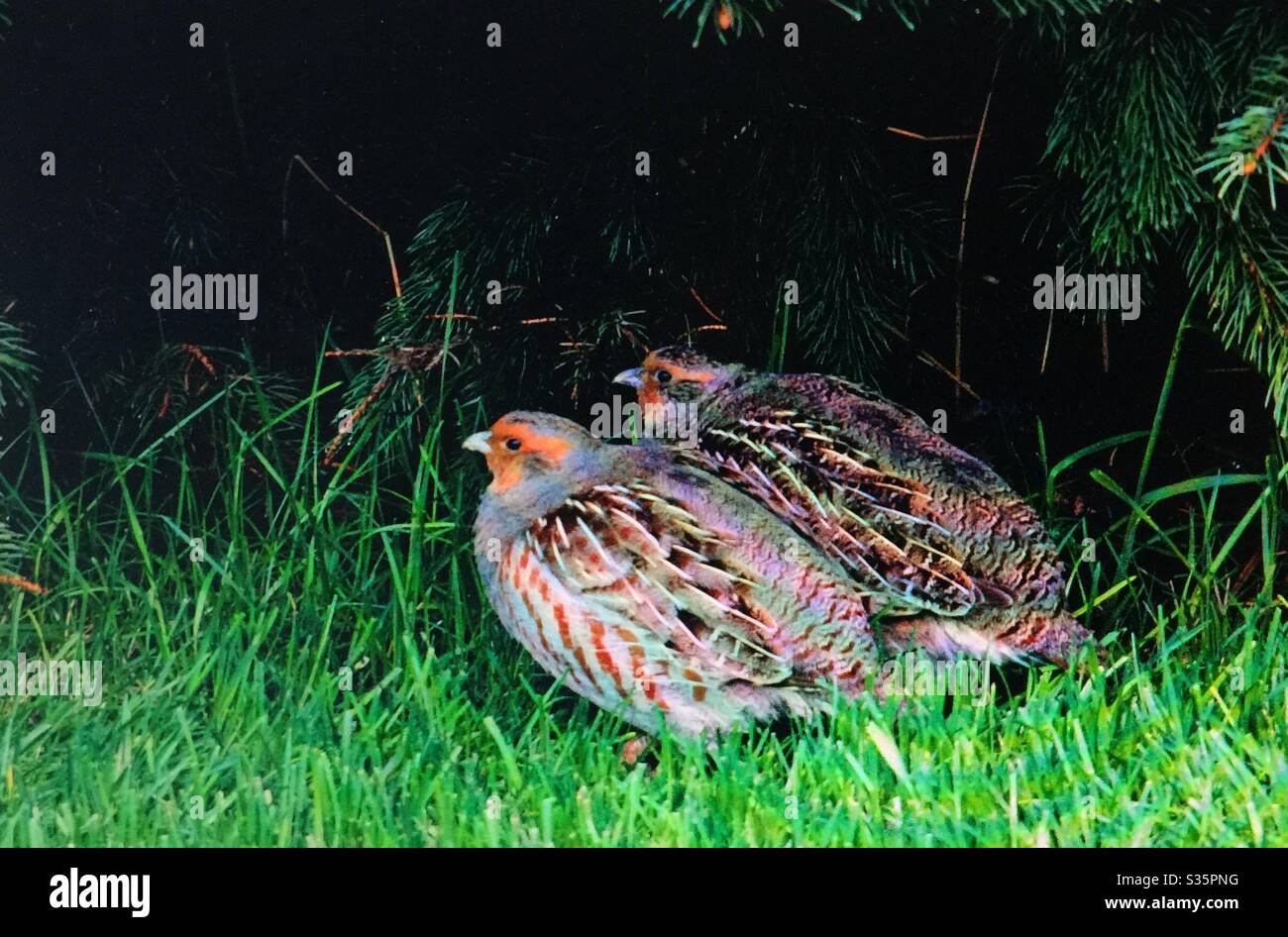 Gray partridge, Hungarian partridge, Birds of North America, Birds ...