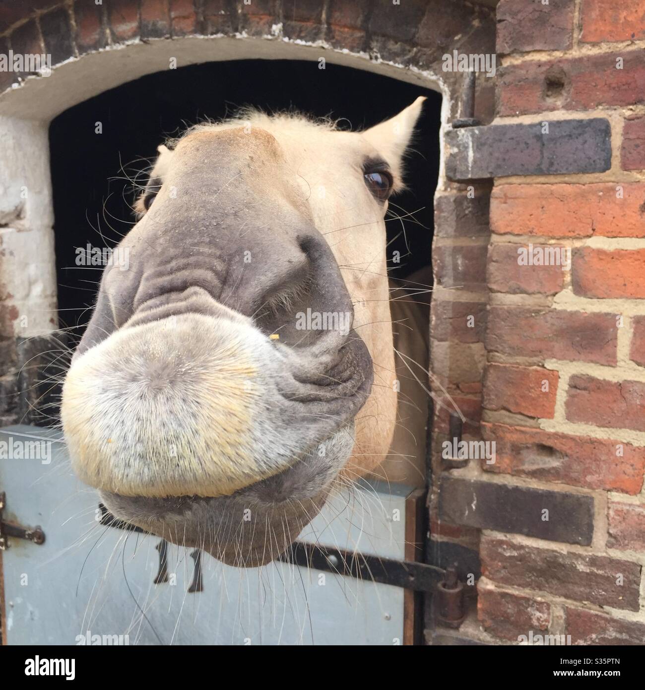 Silly horse hi-res stock photography and images - Alamy