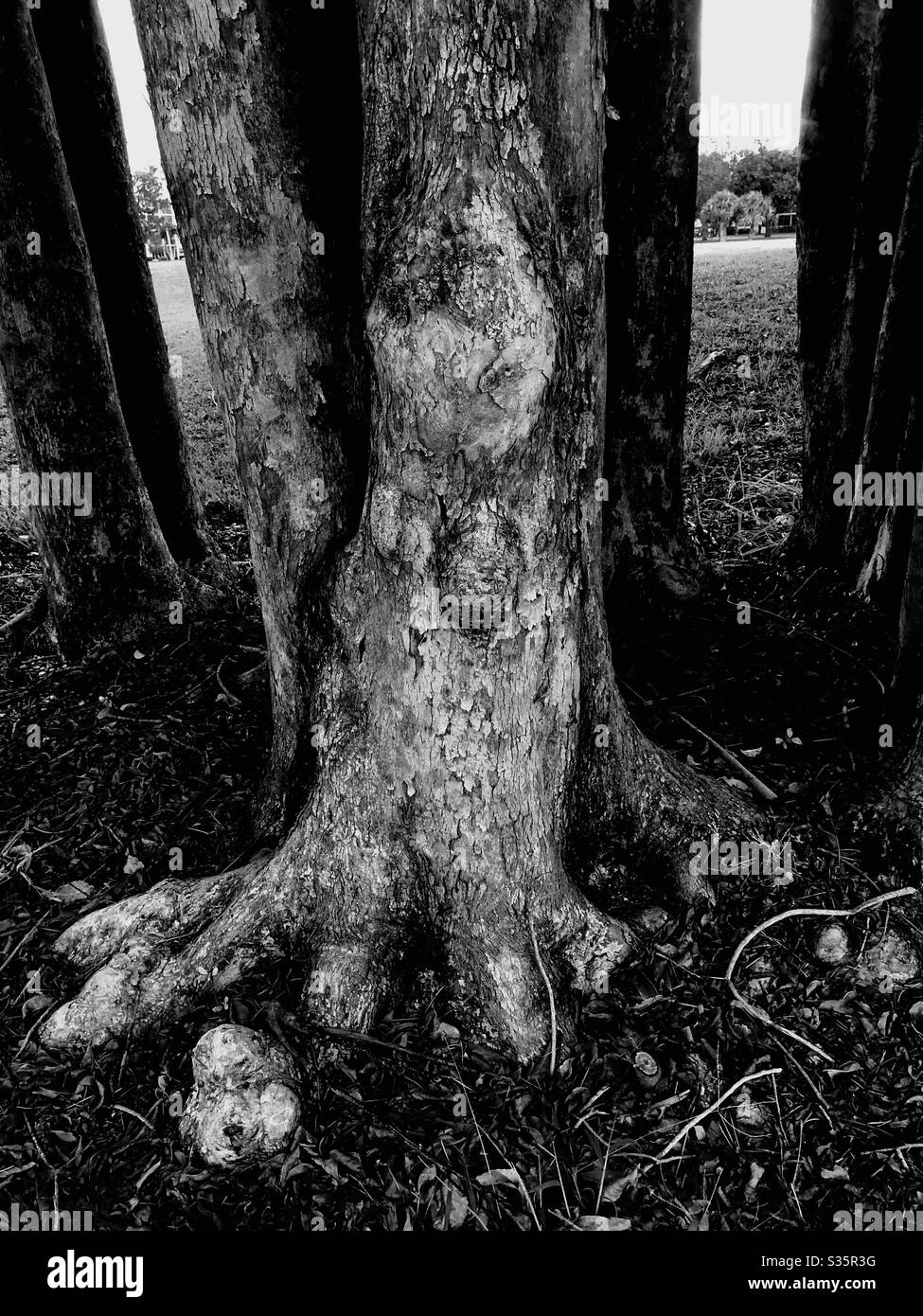 Interesting tree trunk hi-res stock photography and images - Alamy