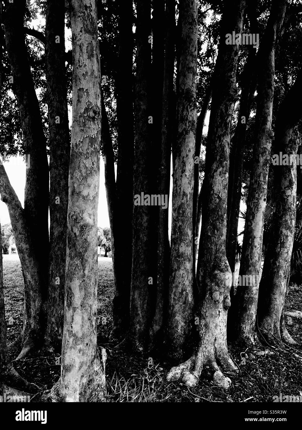 Black and white photograph looking through a group of tree trunks Stock ...
