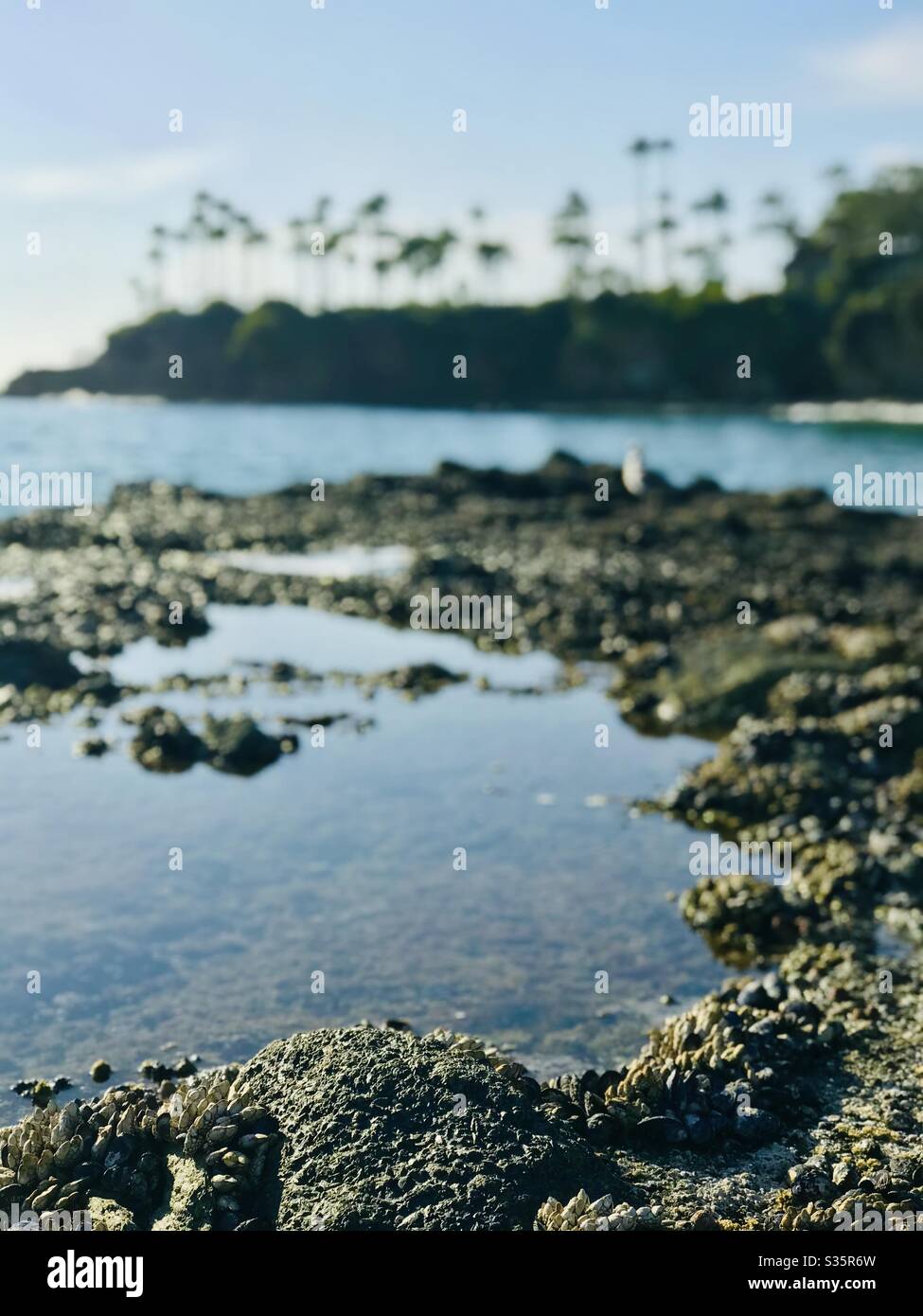 Low tide in a Southern California cove reveal shells and mussels Stock ...