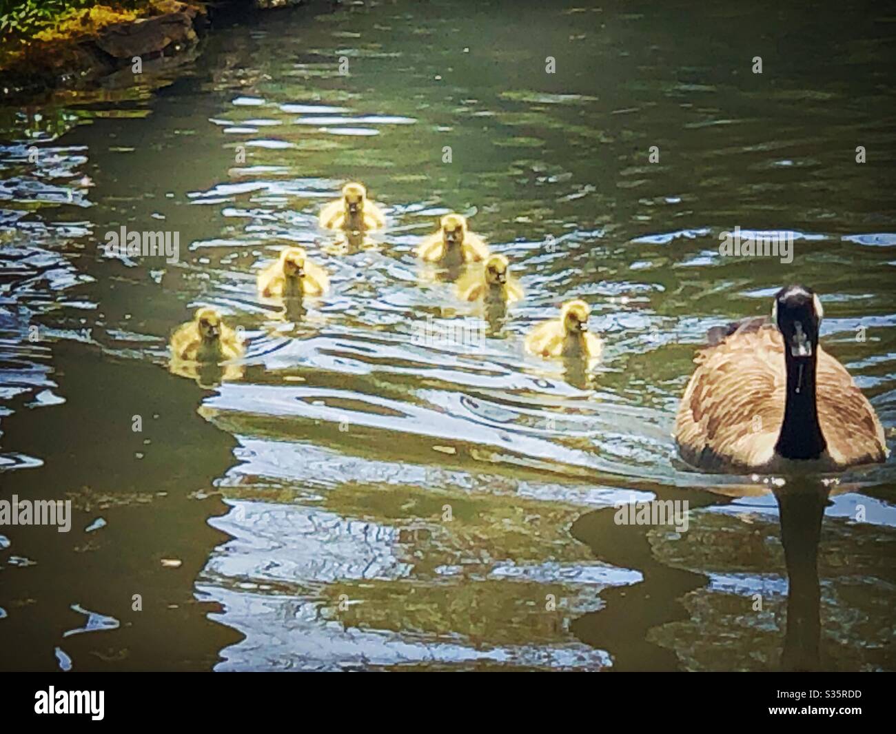 Canadian goose swimming hi-res stock photography and images - Alamy