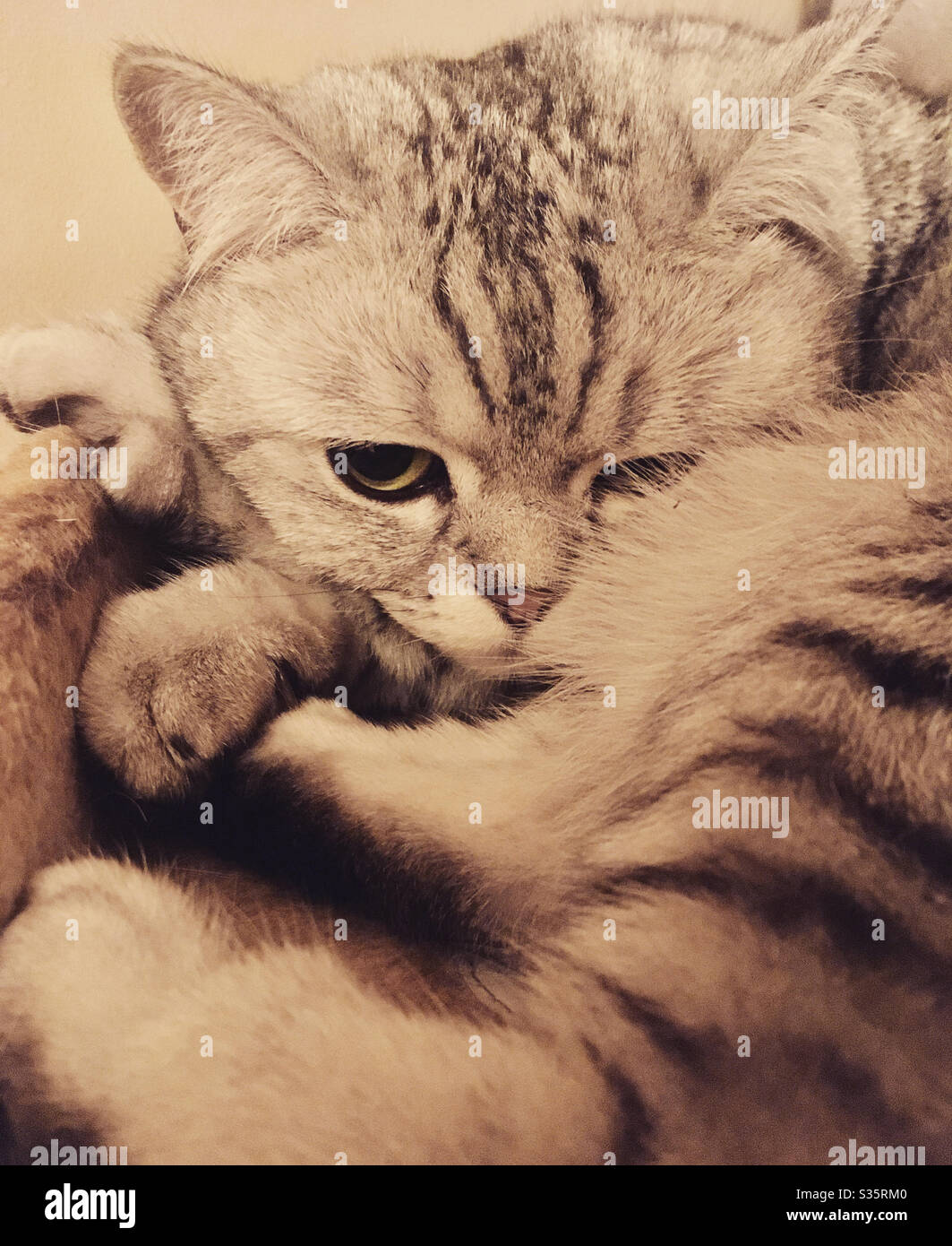 Sad cat hi-res stock photography and images - Alamy