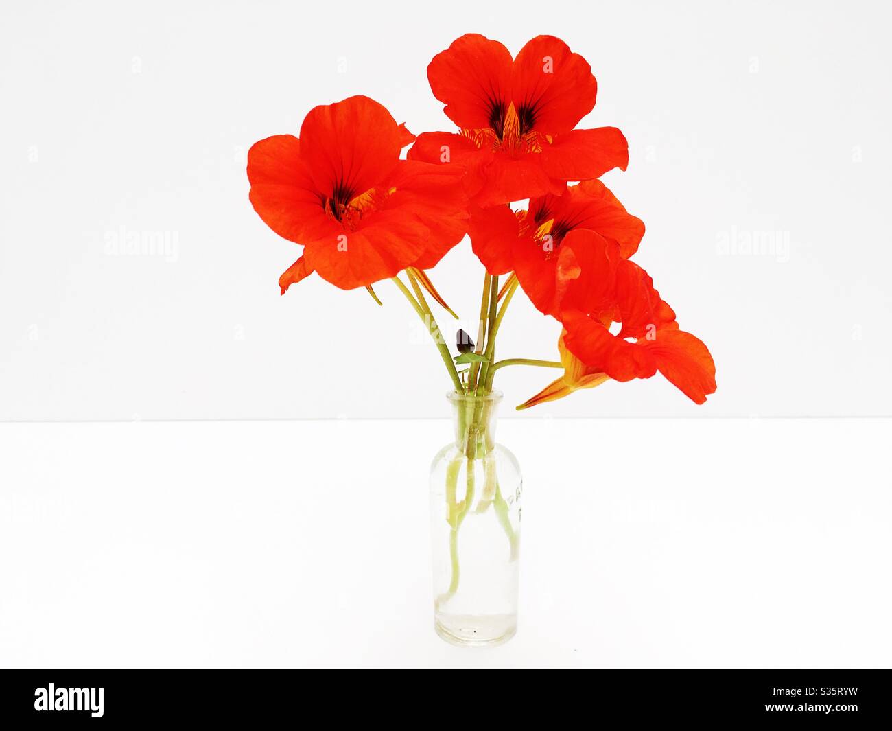 Empress of india flower hi-res stock photography and images - Alamy