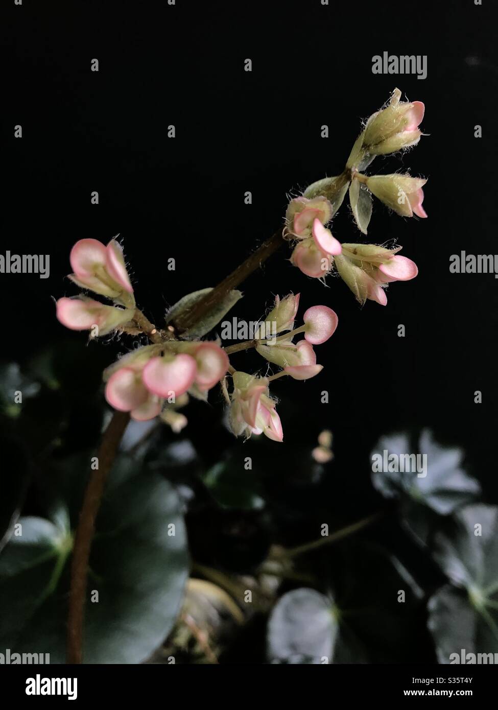 Begonia erythrophylla hi-res stock photography and images - Alamy
