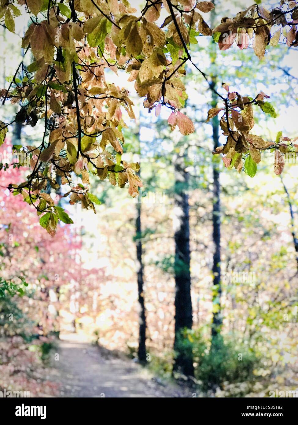 Trees overhanging on a path of a nature walk with brilliant colors ...