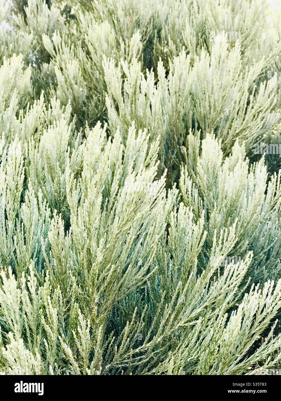 Cedar tree texture hi-res stock photography and images - Alamy