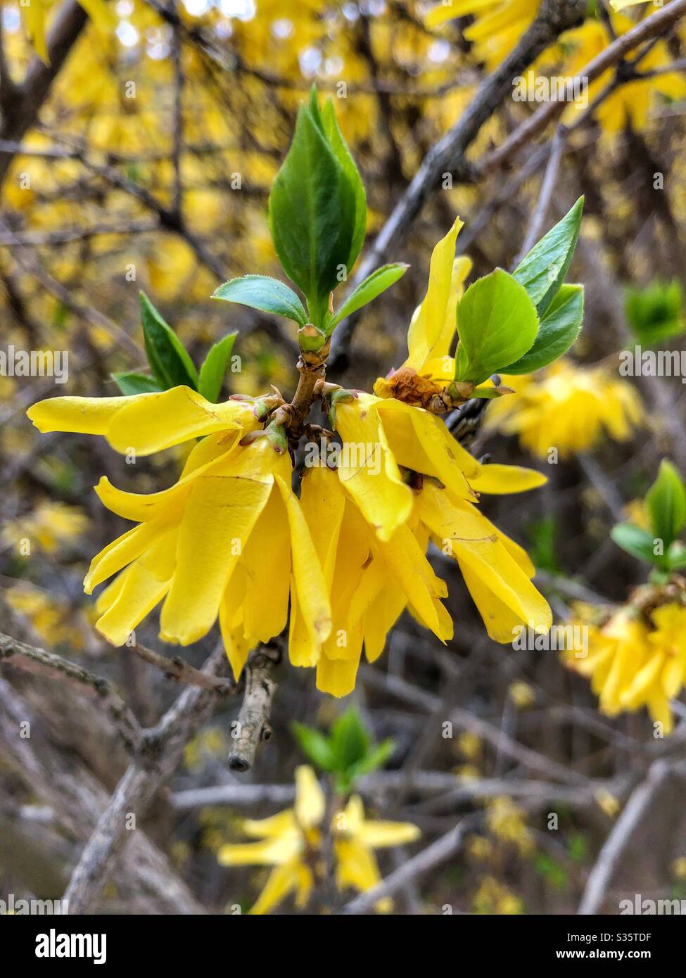 Signs of spring Stock Photo - Alamy