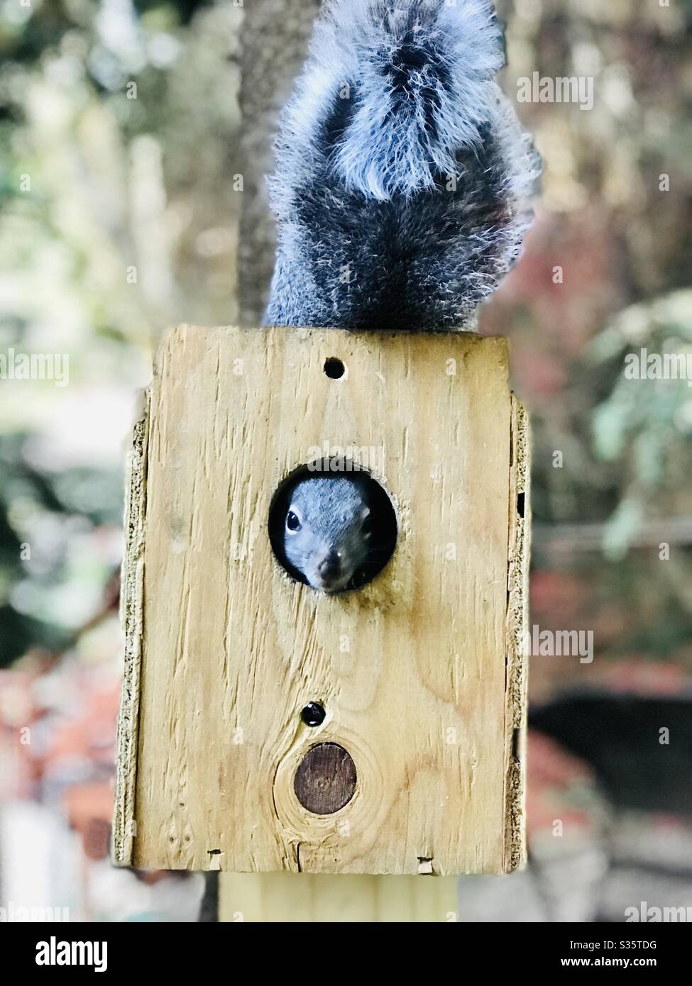 Two baby animals hi-res stock photography and images - Alamy