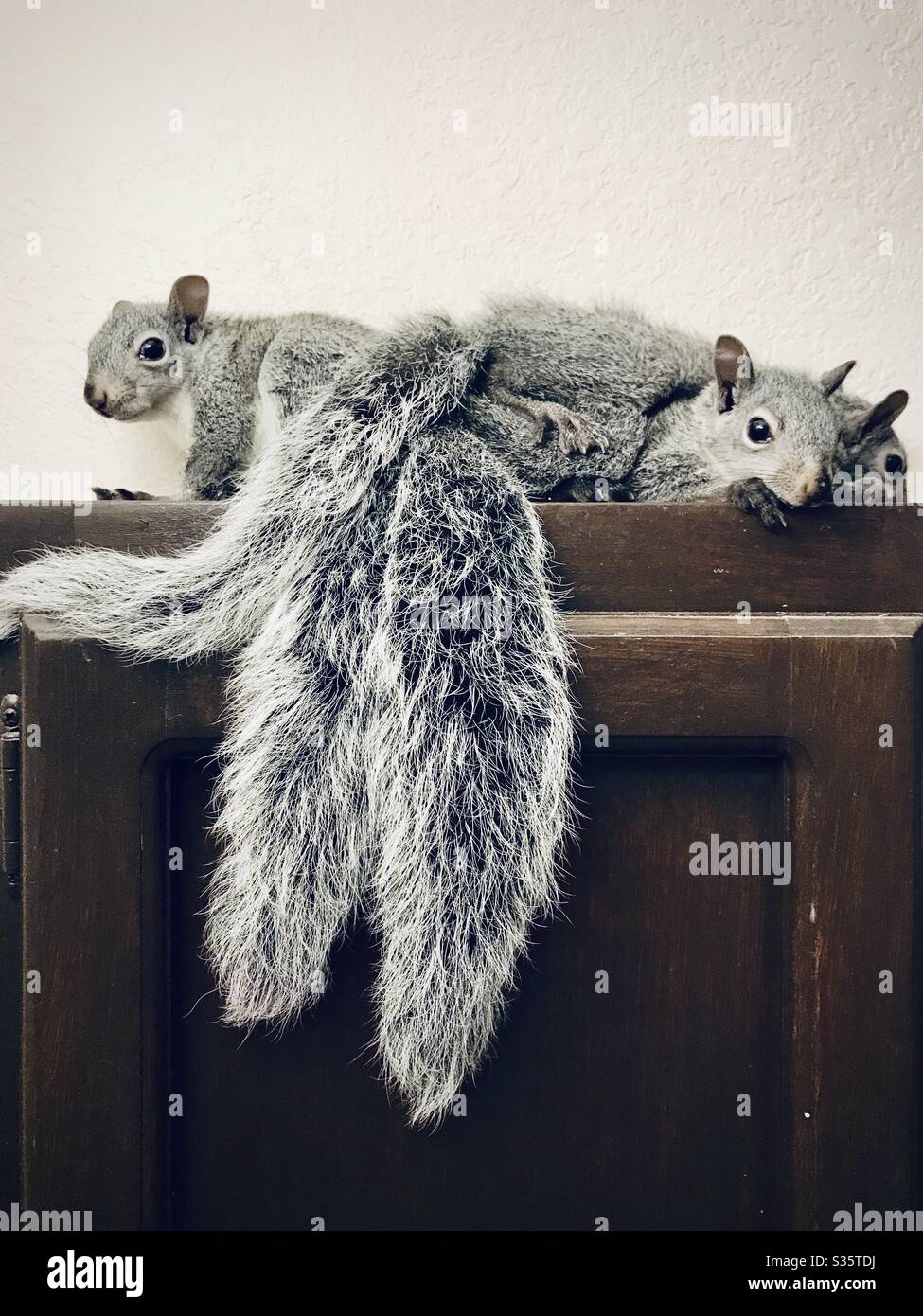 Three wild animals hi-res stock photography and images - Alamy