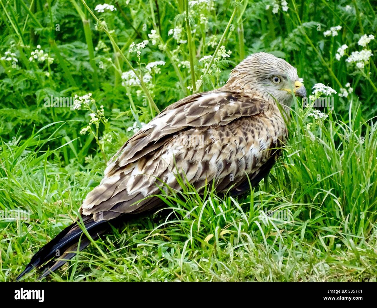Kite on the ground hi-res stock photography and images - Alamy