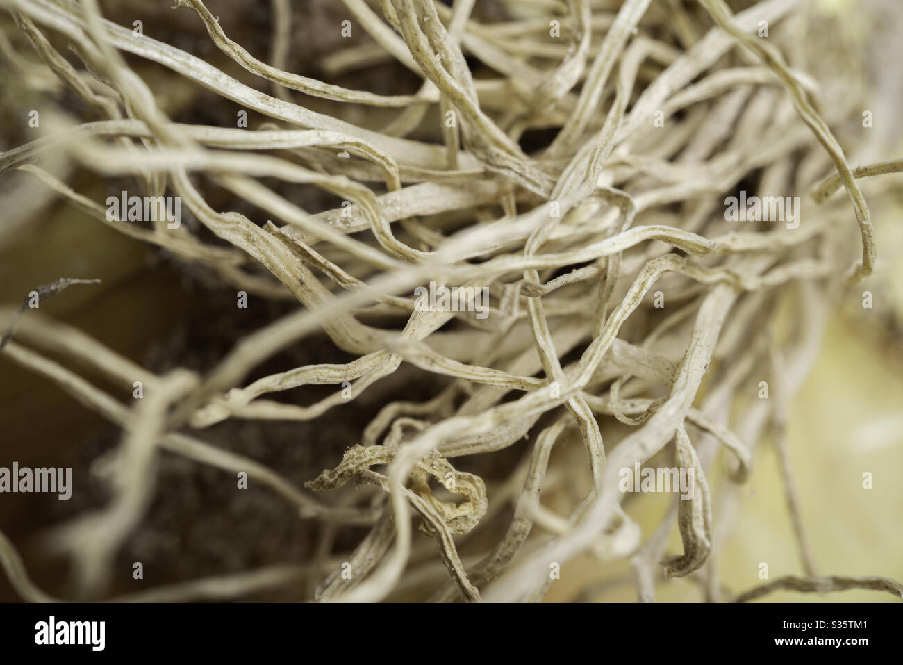 Onion plant roots hi-res stock photography and images - Alamy