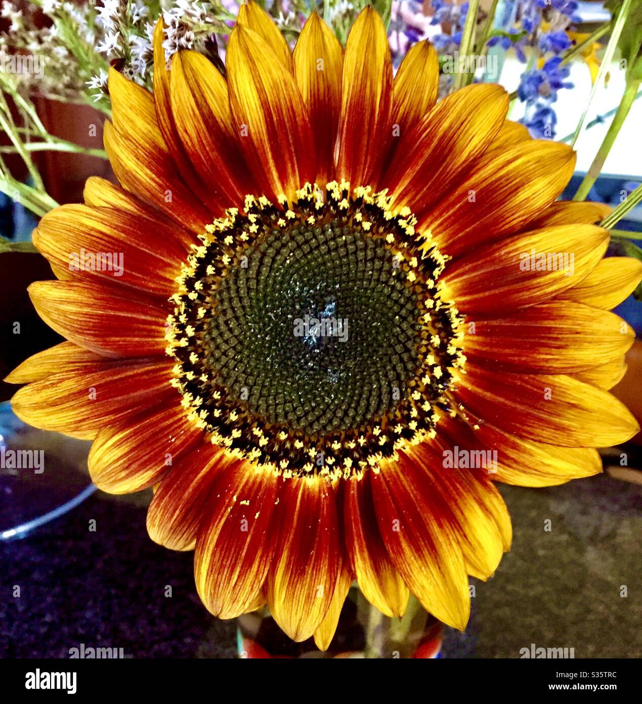 Yellow and red sunflower hi-res stock photography and images - Alamy