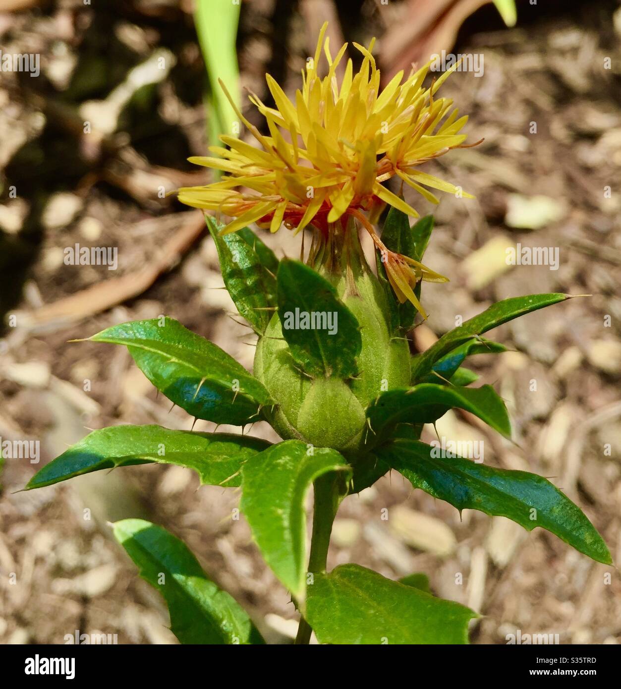 Safflower hi-res stock photography and images - Alamy