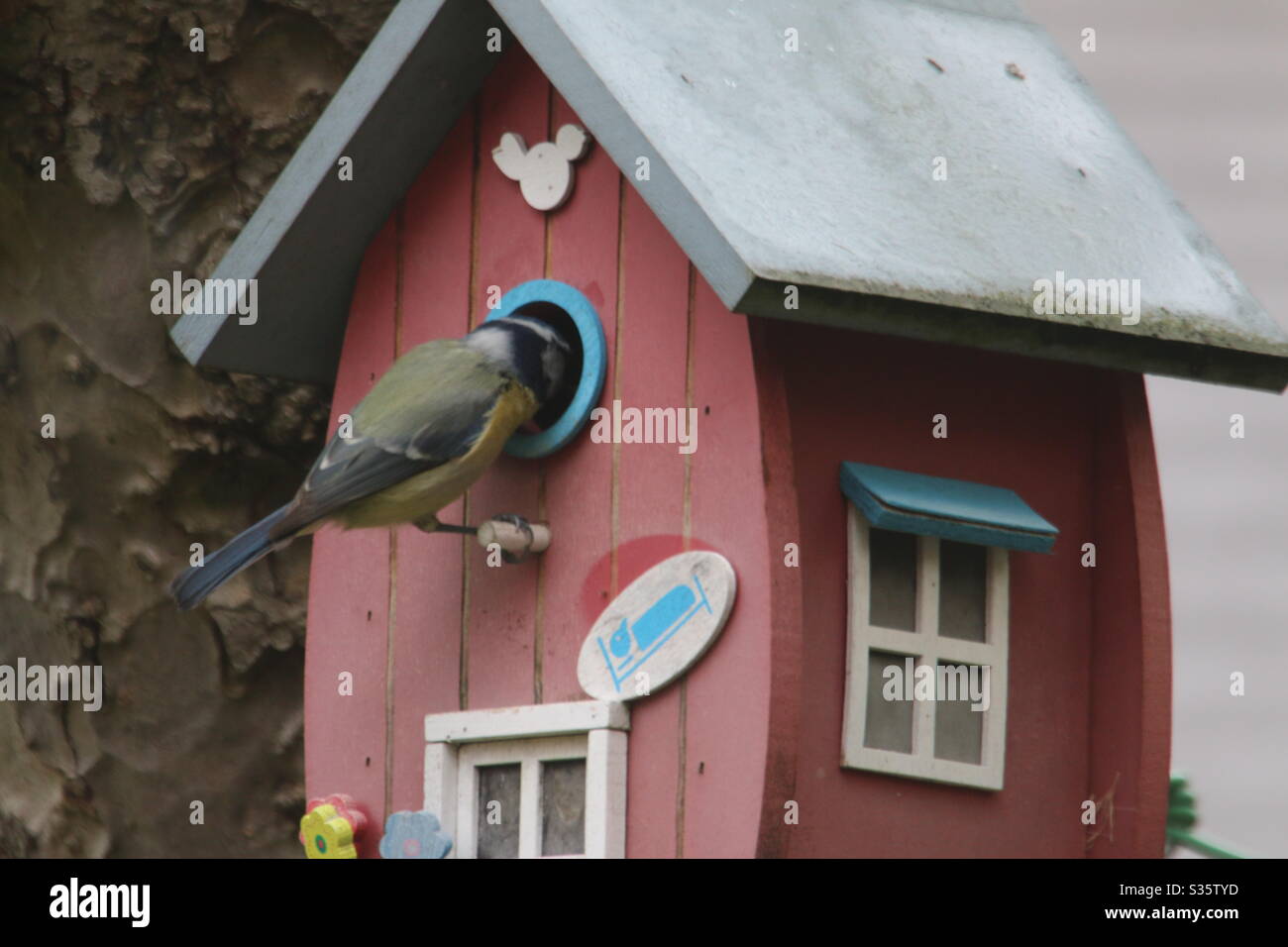 Spot the Birdie, Anyone at home Stock Photo - Alamy