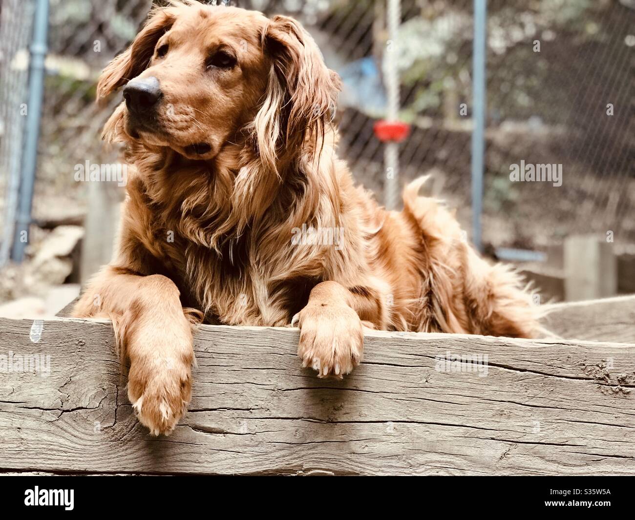 What Does A Puppy With Big Paws Mean