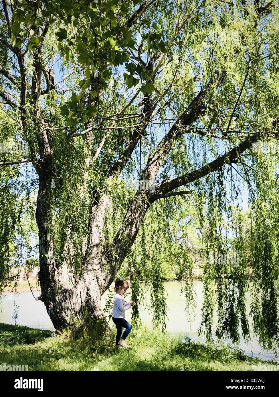 Little willow hi-res stock photography and images - Alamy