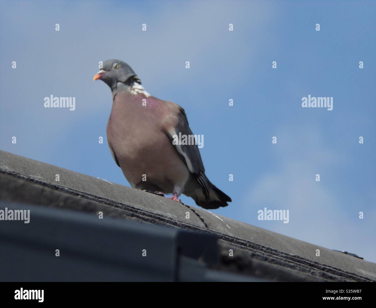 Angry pigeon hi-res stock photography and images - Alamy