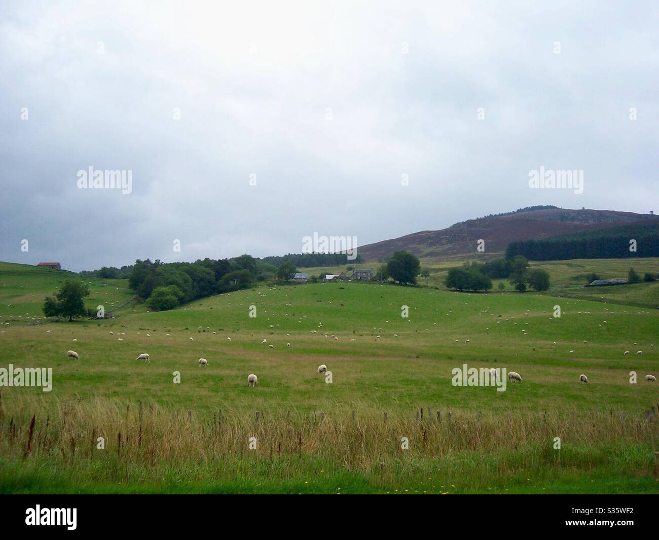 Scottish Highlands /Field with sheep, Scotland, UK Stock Photo - Alamy