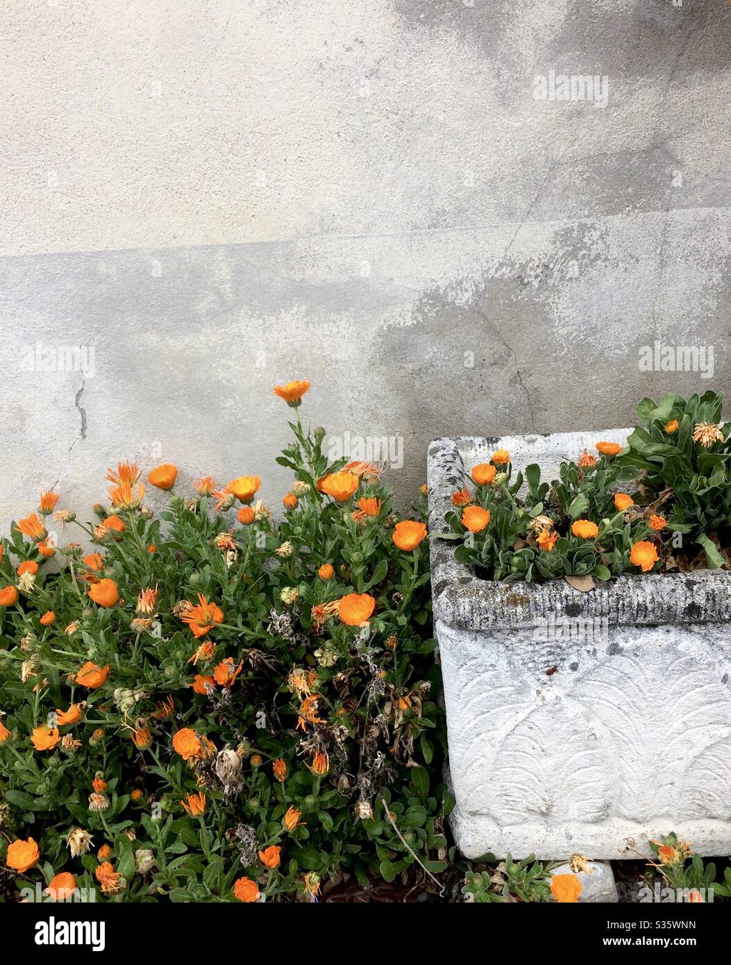 Orange Flower Border High Resolution Stock Photography and Images - Alamy