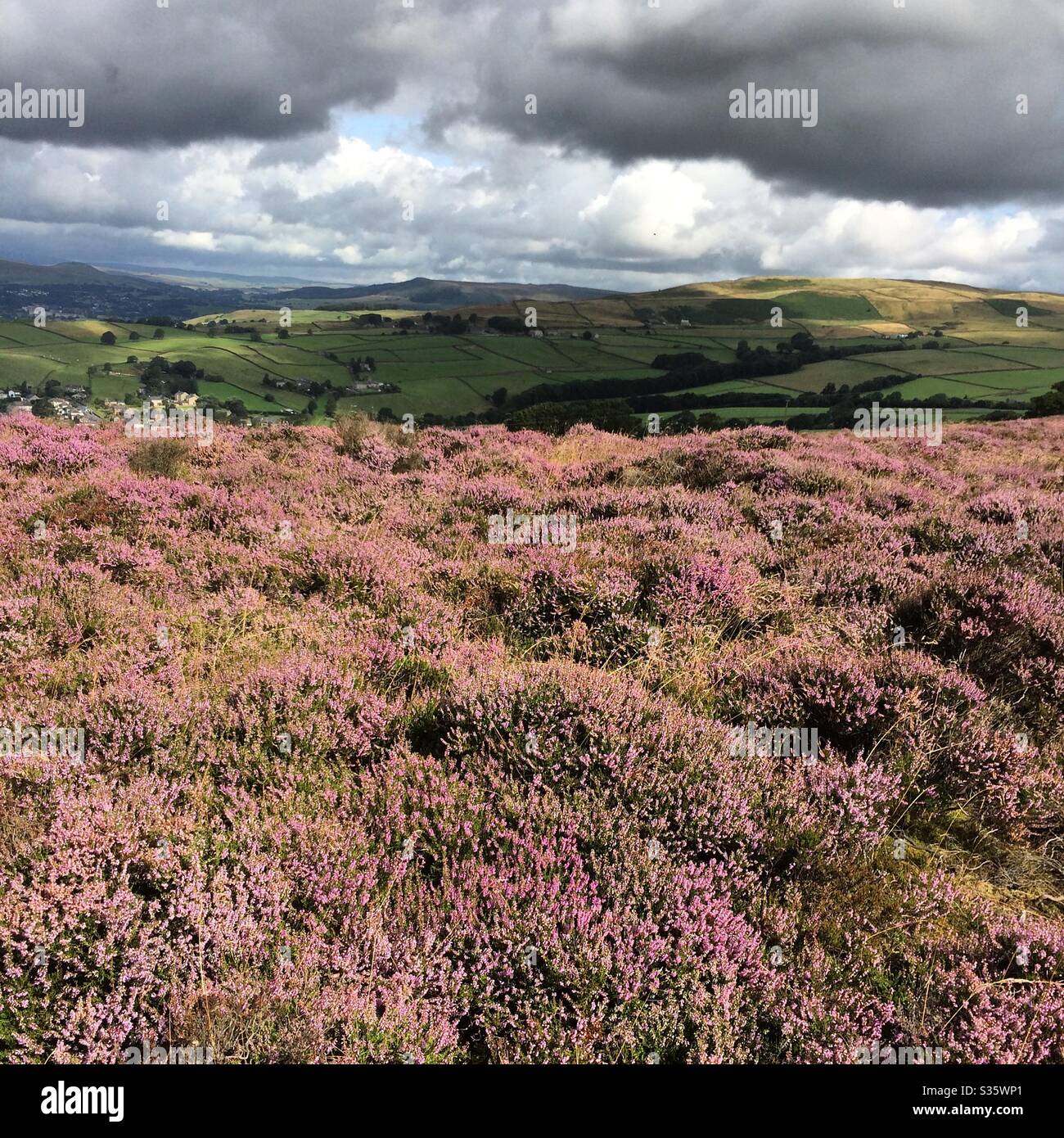 Landscape heather purple moorland hi-res stock photography and images ...
