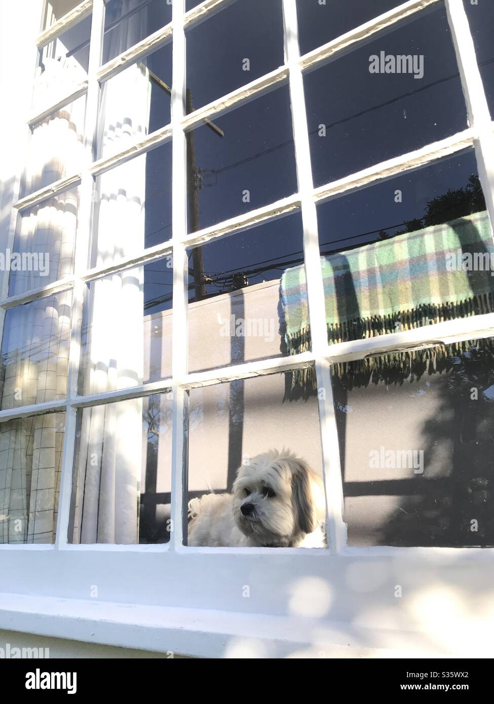 Dog in window Stock Photo - Alamy