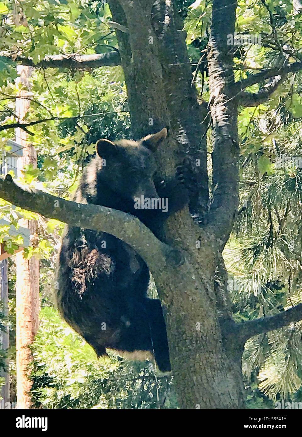 Small tree big tree hi-res stock photography and images - Alamy