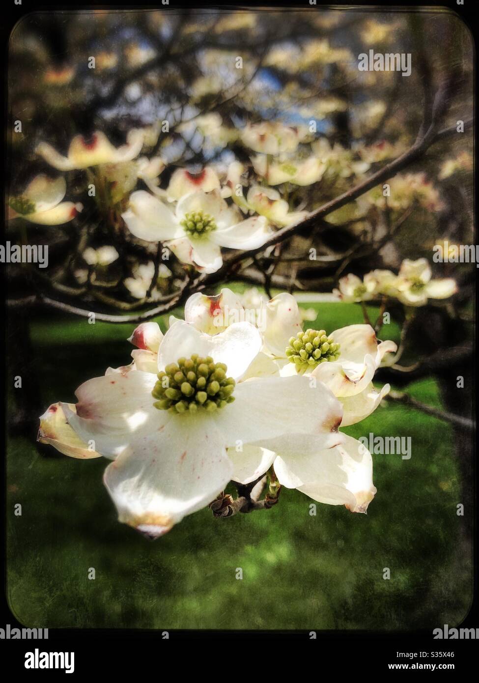 Dogwood blooming in spring Stock Photo - Alamy