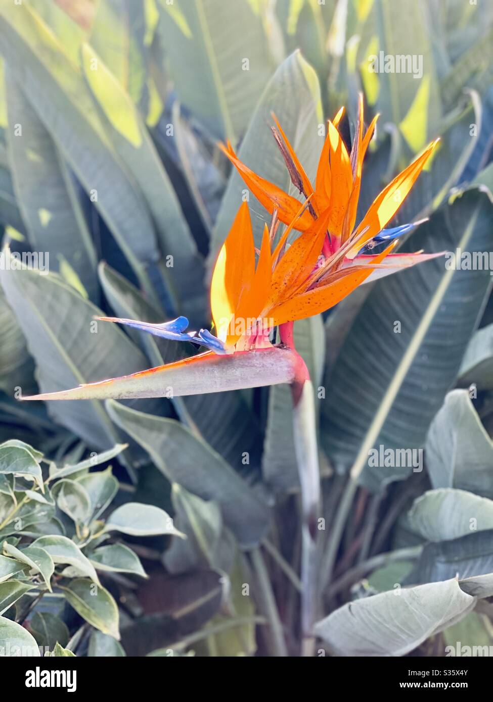 Orange crane hi-res stock photography and images - Alamy