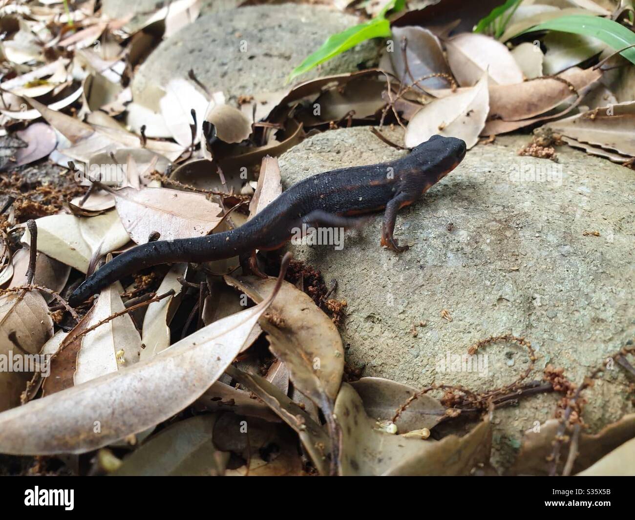 Okinawa newt hi-res stock photography and images - Alamy