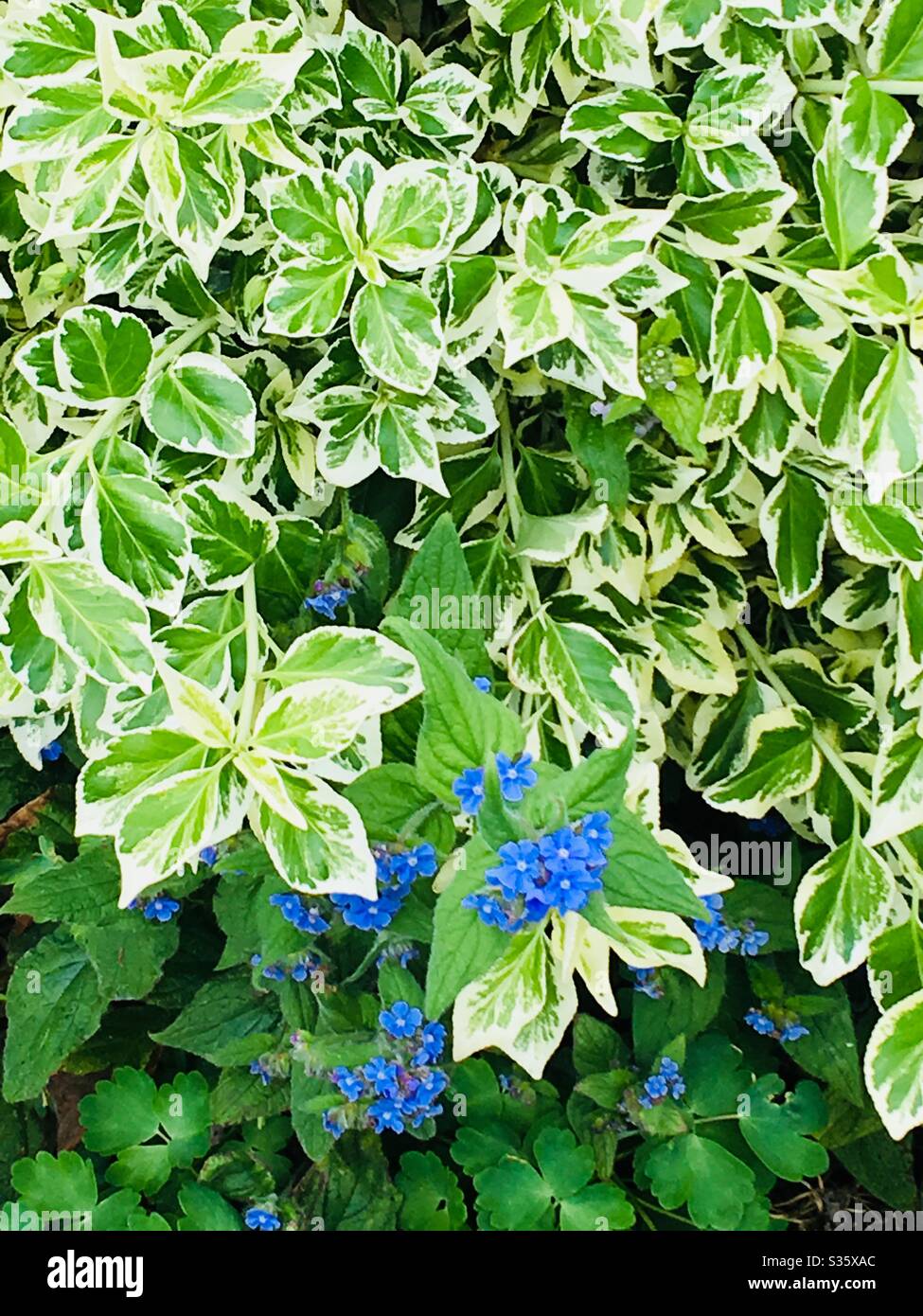 Pretty leaves hi-res stock photography and images - Alamy