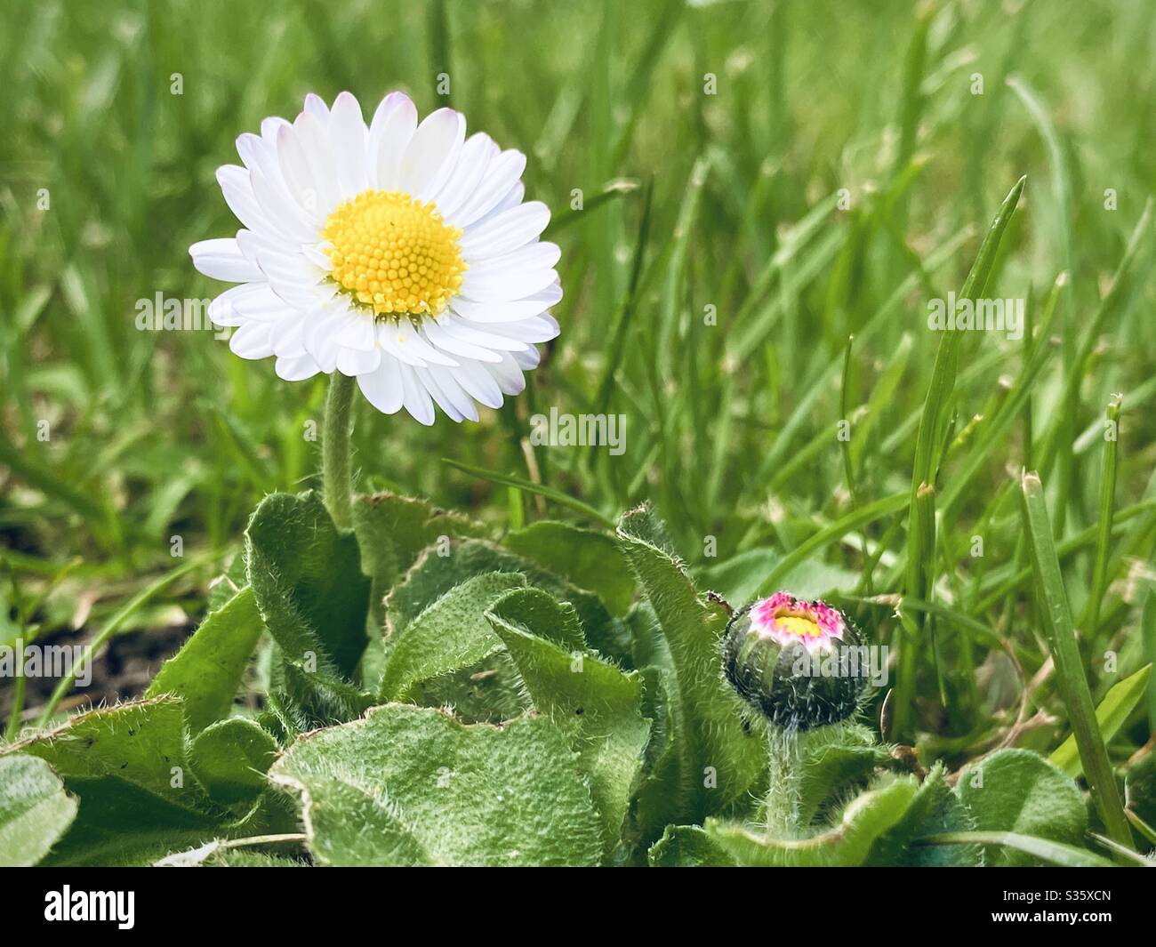 Fully open and closed flower heads side by side. Common daisy. Lawn ...