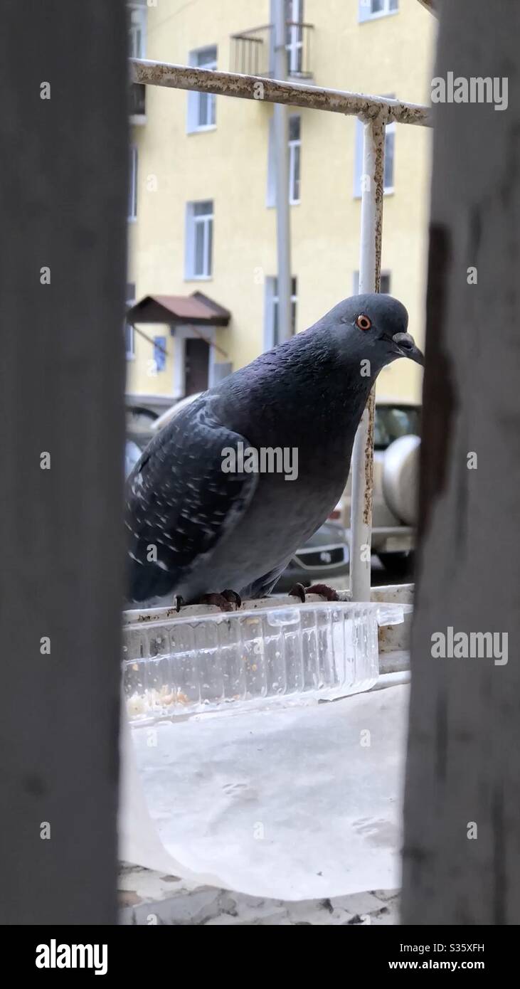 Sneaky bird hi-res stock photography and images - Alamy