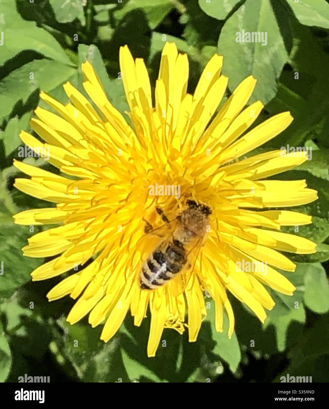 Yellow weed hi-res stock photography and images - Alamy