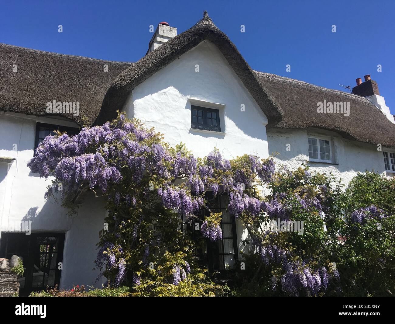 A white cob cottage with a thatched roof in Devon, with wisteria, under ...