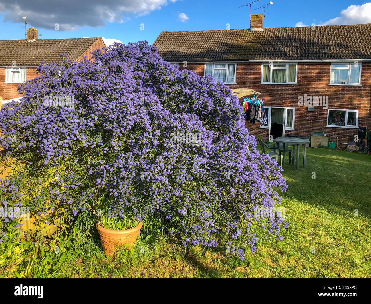Ceanothus Blue High Resolution Stock Photography and Images - Alamy