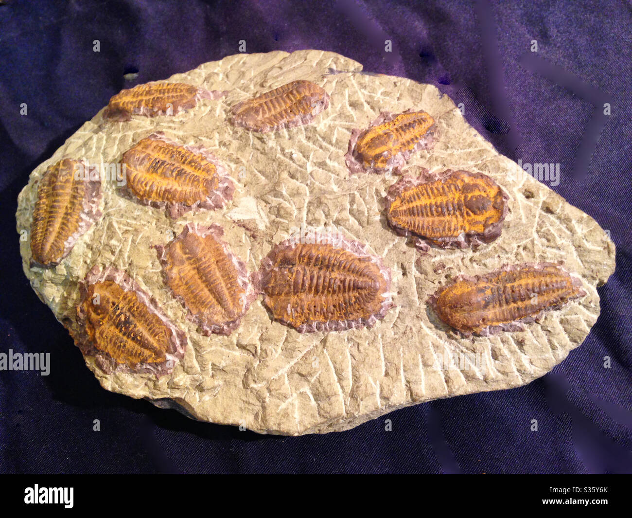 Fish fossil rock hi-res stock photography and images - Alamy