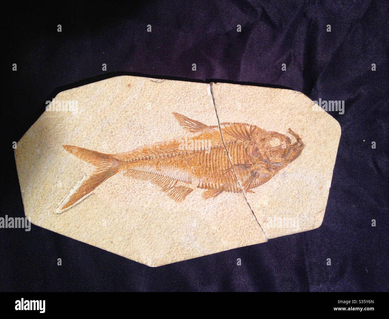 Fish fossil rock hi-res stock photography and images - Alamy
