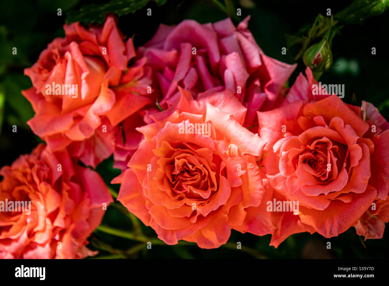Orange red roses hi-res stock photography and images - Alamy