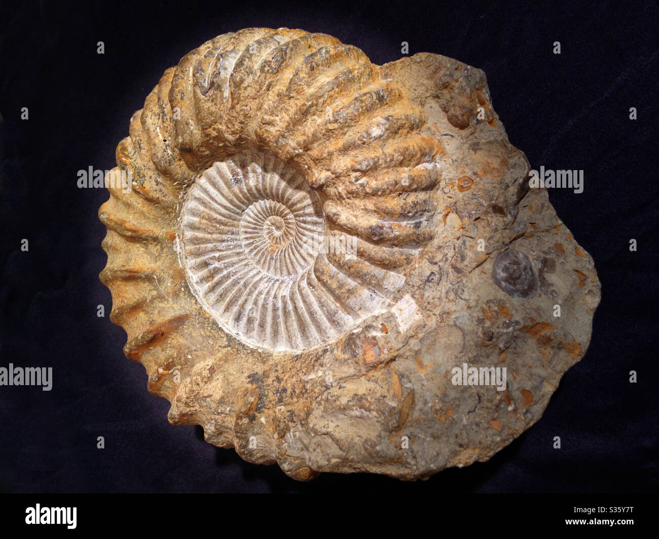 Fossil rock hi-res stock photography and images - Alamy