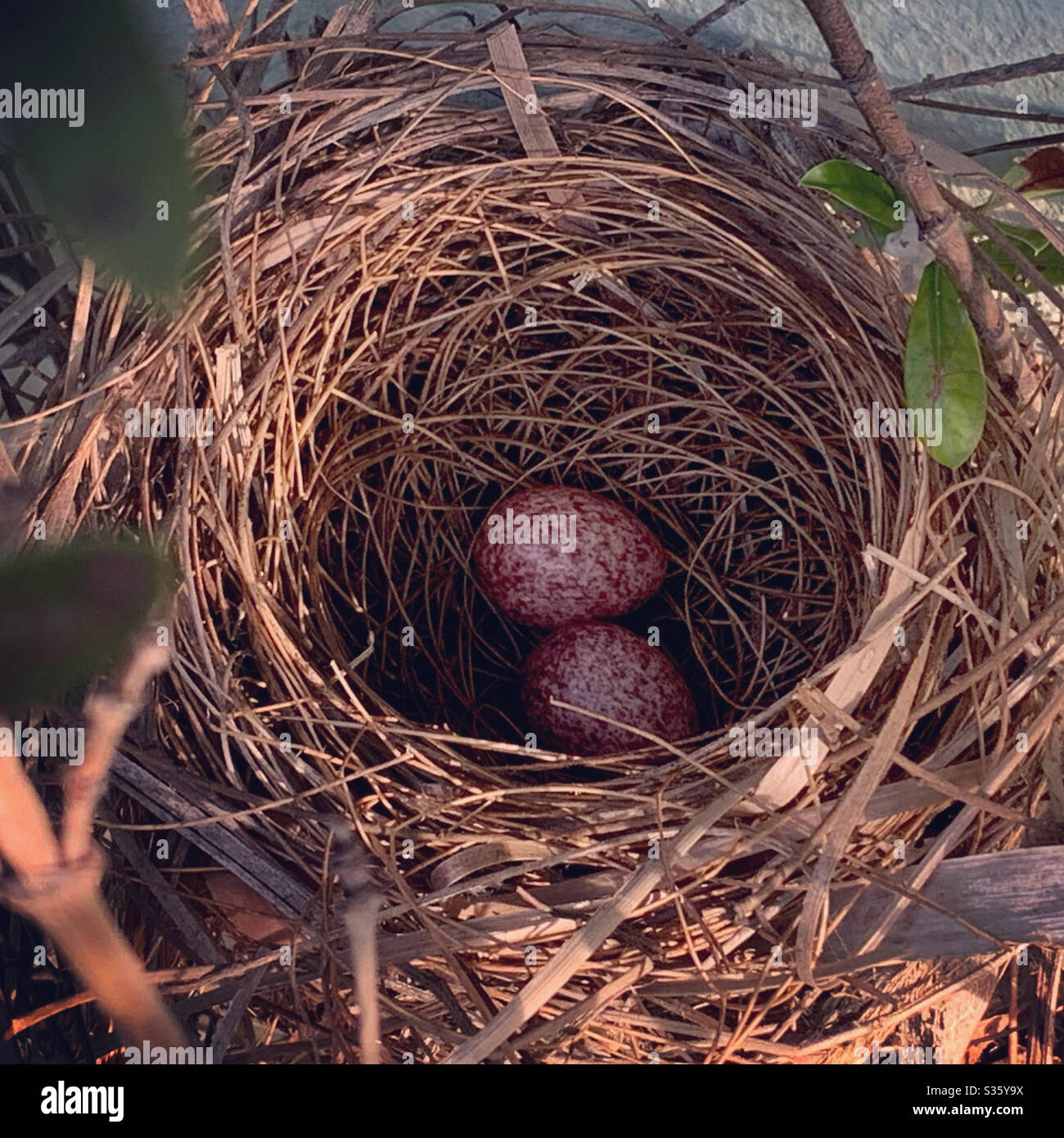 Crafting nest hi-res stock photography and images - Alamy