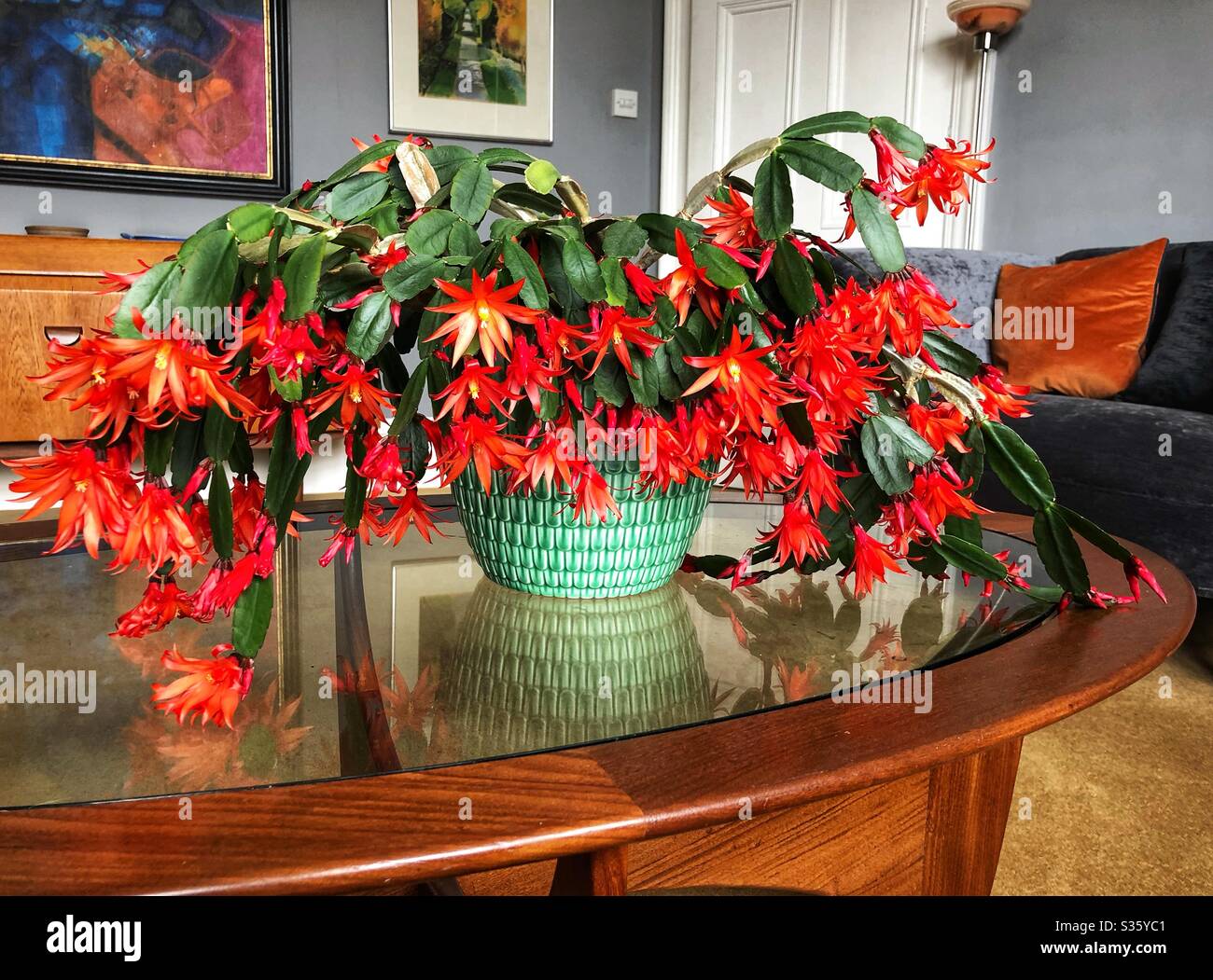 Easter cactus hi-res stock photography and images - Alamy