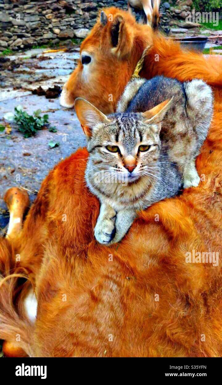 Calf back hi-res stock photography and images - Alamy