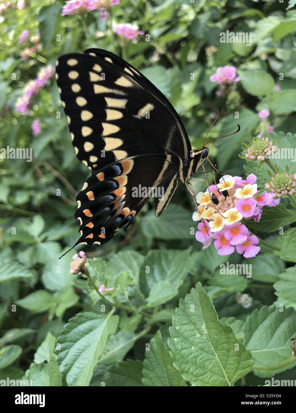 Large swallowtail butterfly on lantana flowers getting pollen Stock ...